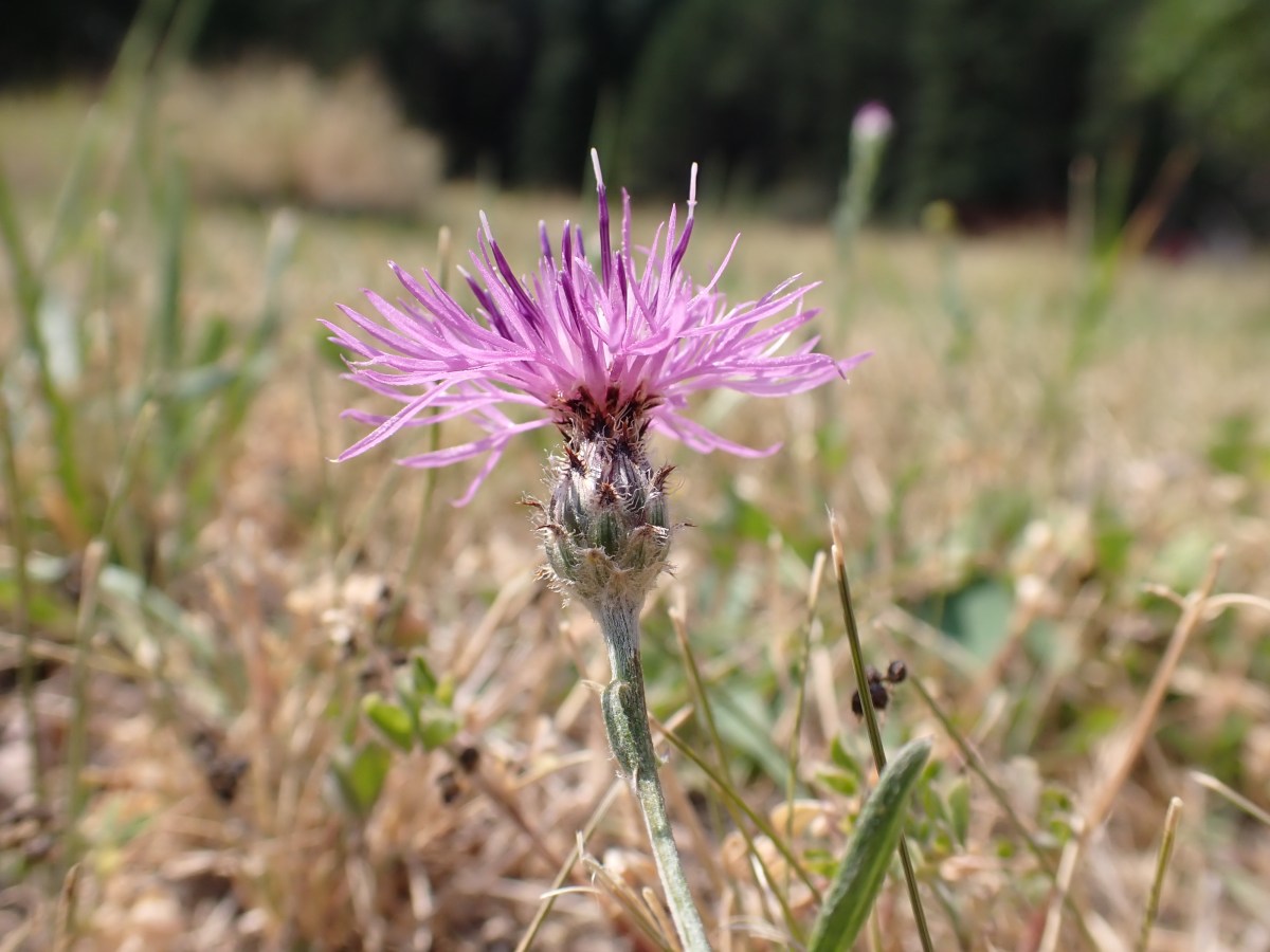 Knapweed- Time to Spray Again – Trego's Mountain Ear
