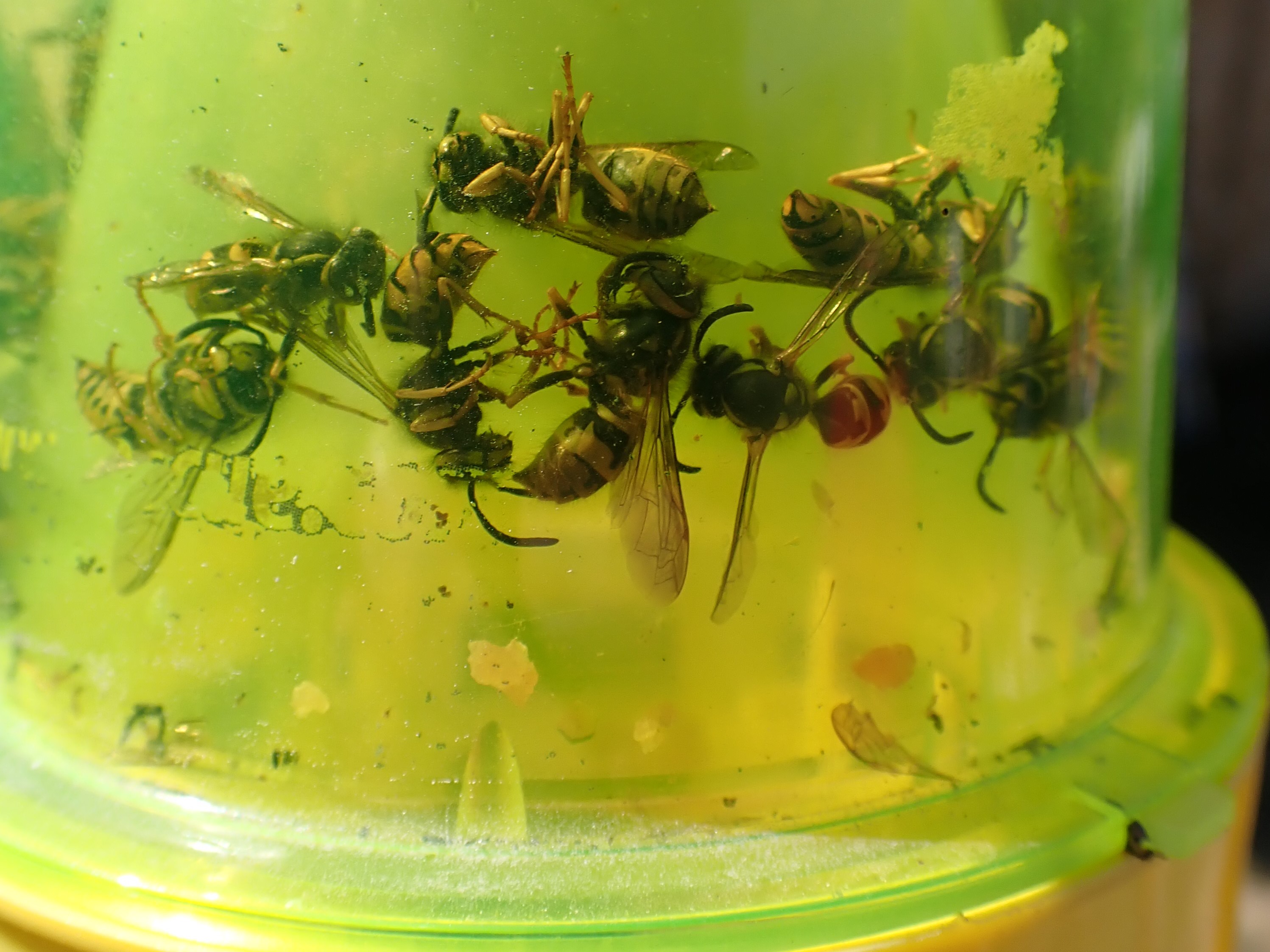 Wasp control – Trego's Mountain Ear