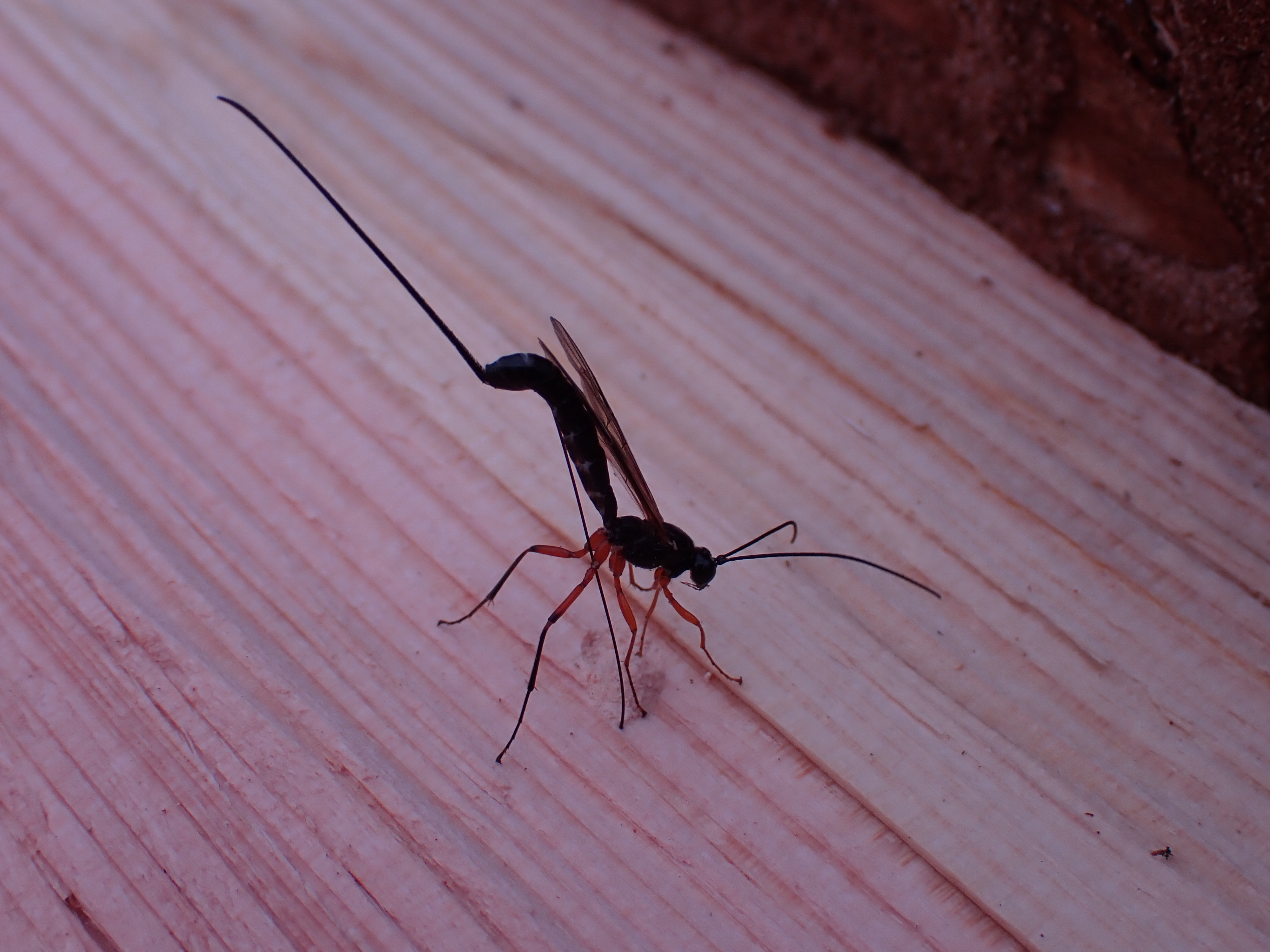 Ichneumonid wasps, imposing allies – Trego's Mountain Ear