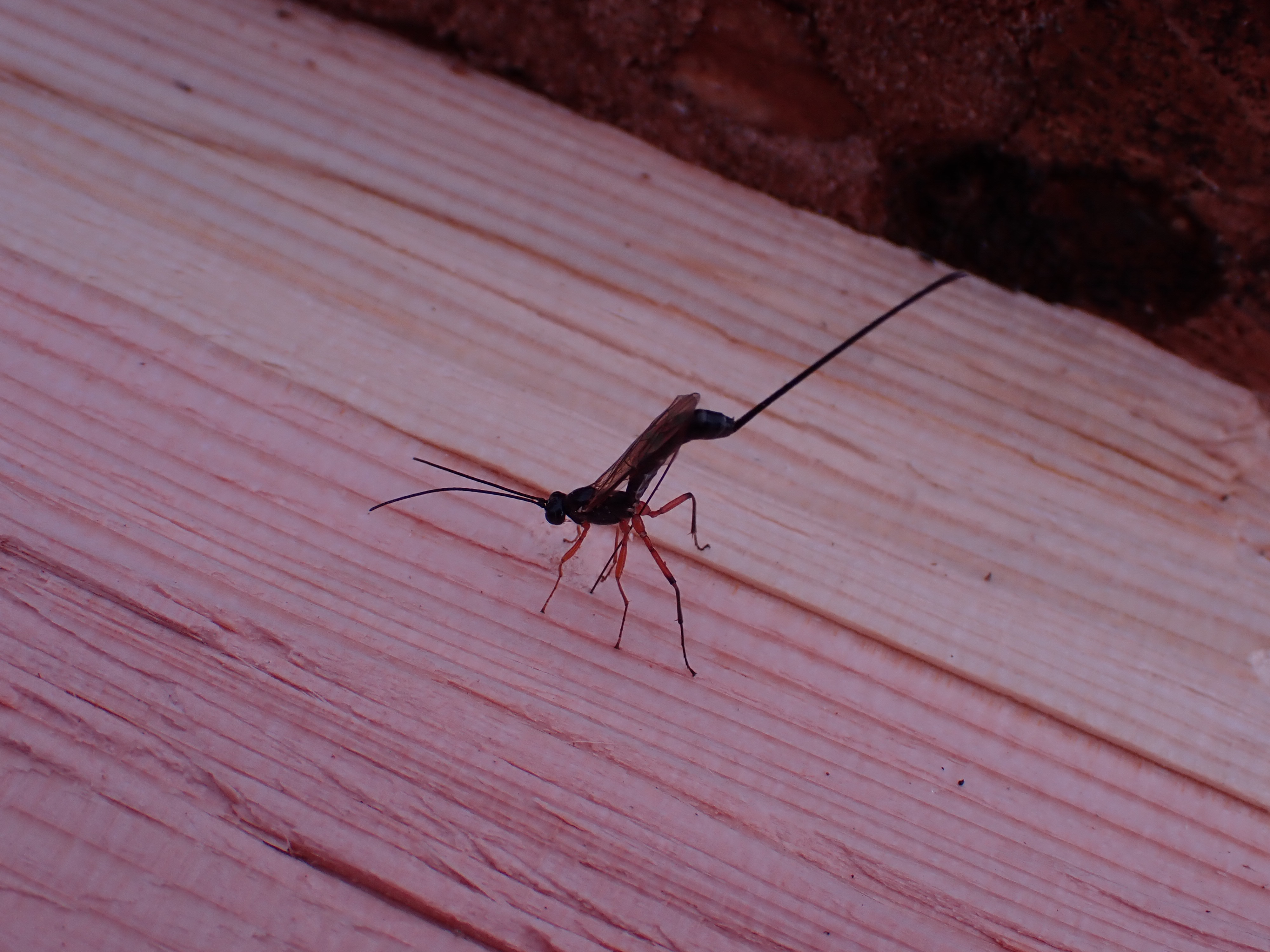 Ichneumonid wasps, imposing allies – Trego's Mountain Ear