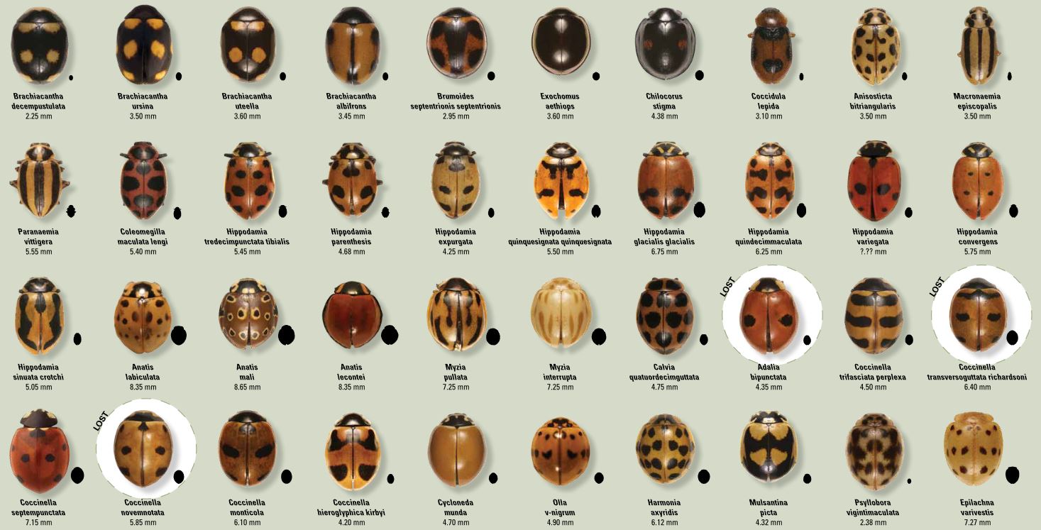 Ask the Entomologist: Ladybugs – which types bite? – Trego's Mountain Ear