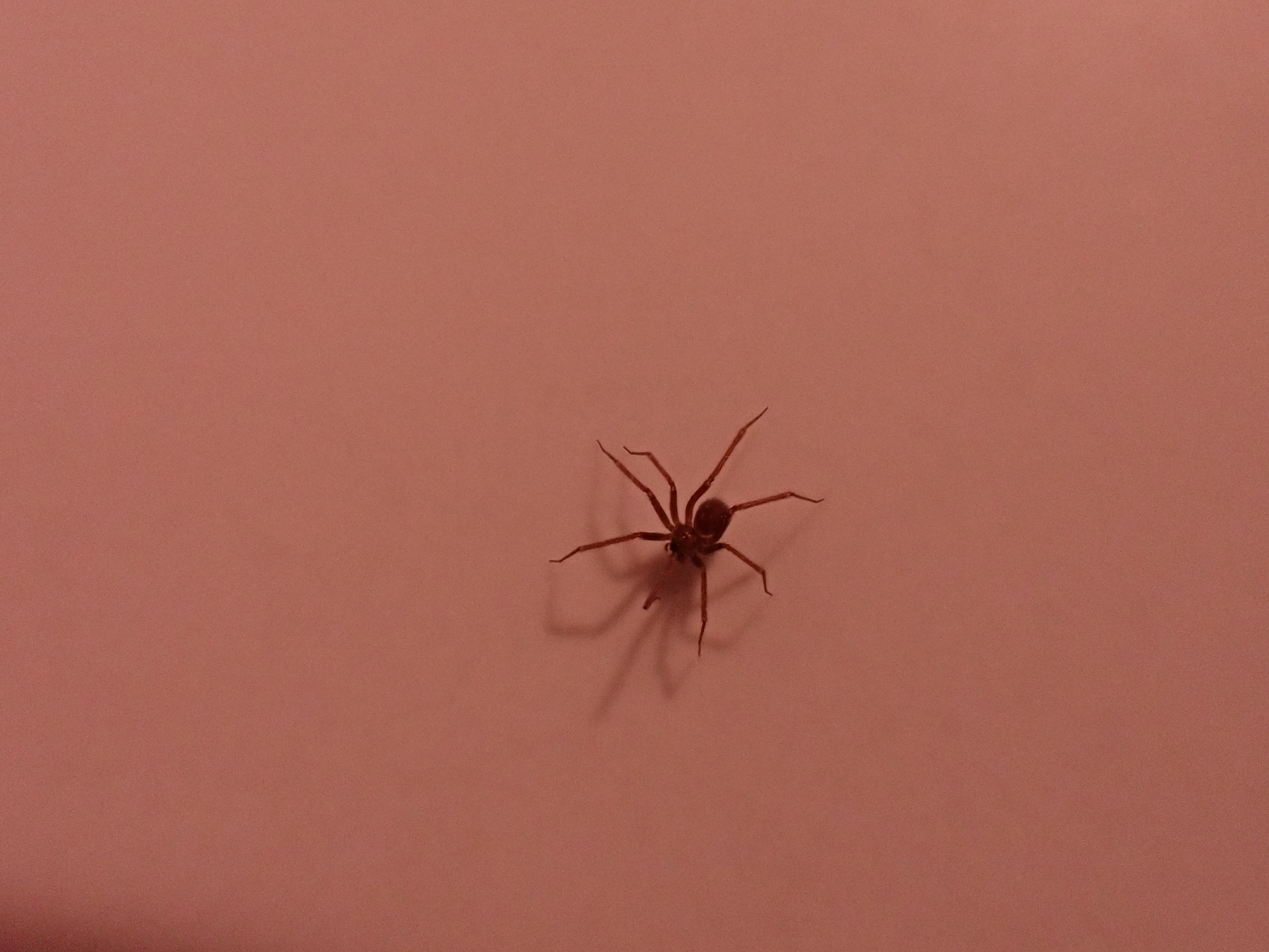 How to tell spiders and ticks apart – Trego's Mountain Ear