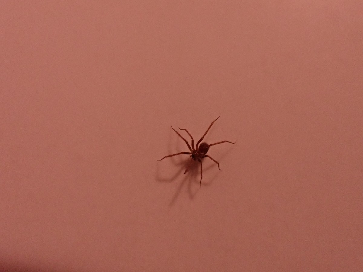 How to tell spiders and ticks apart – Trego's Mountain Ear