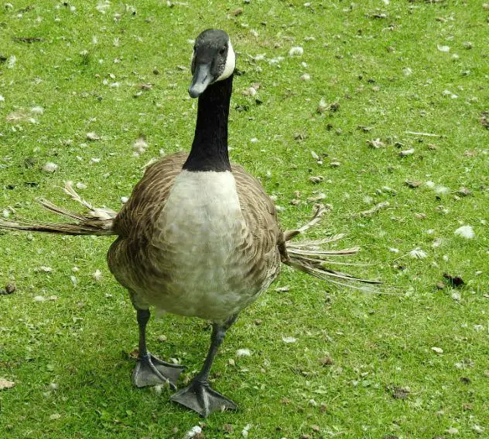 Angel Wings in the Fall – Trego's Mountain Ear