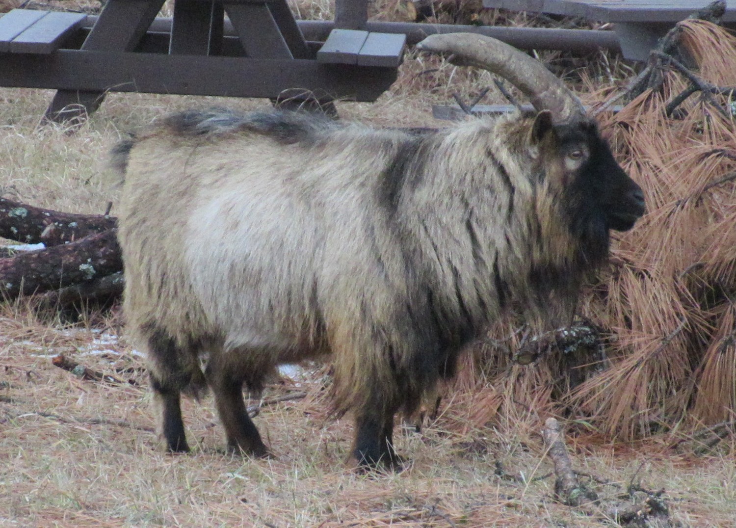 The Christmas Goats – Trego's Mountain Ear